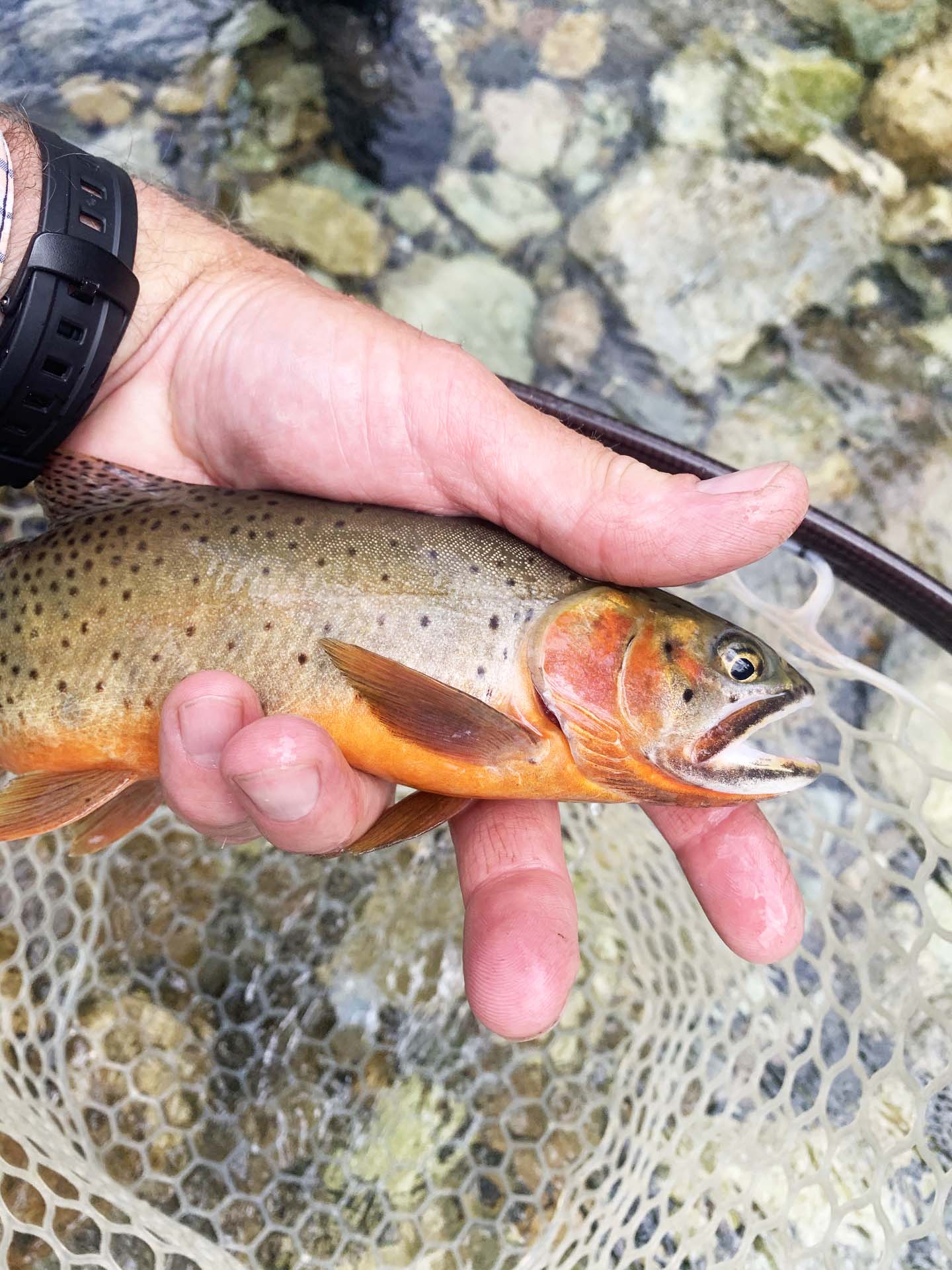 Crystal River Report - Crystal Fly Shop