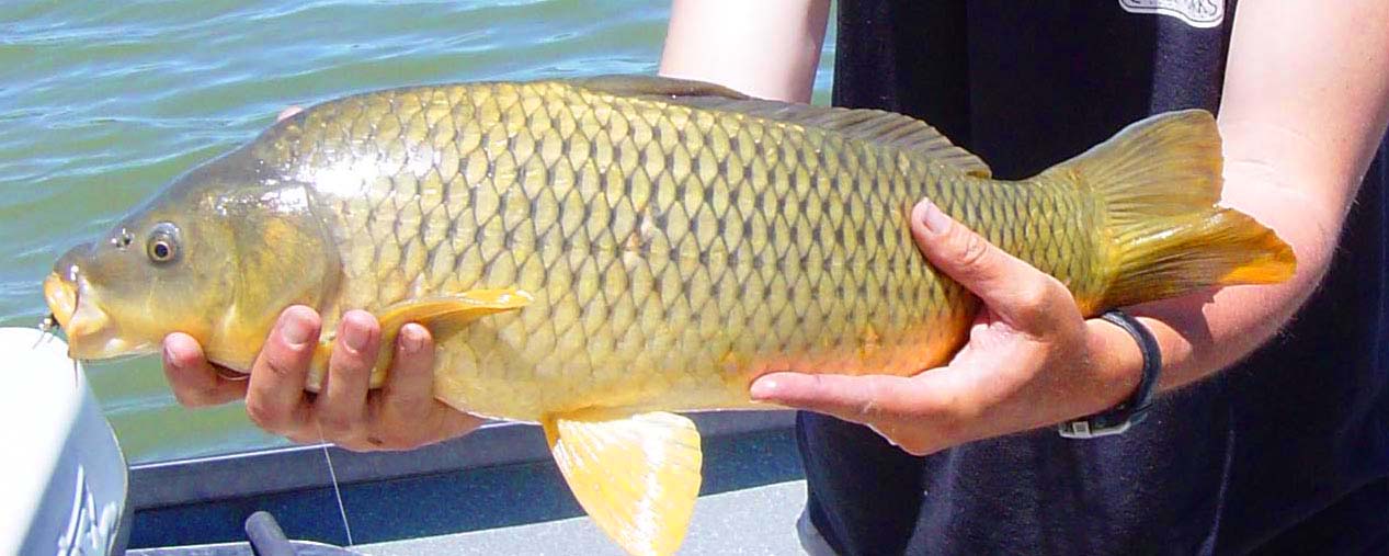 Colorado River Report - Crystal Fly Shop